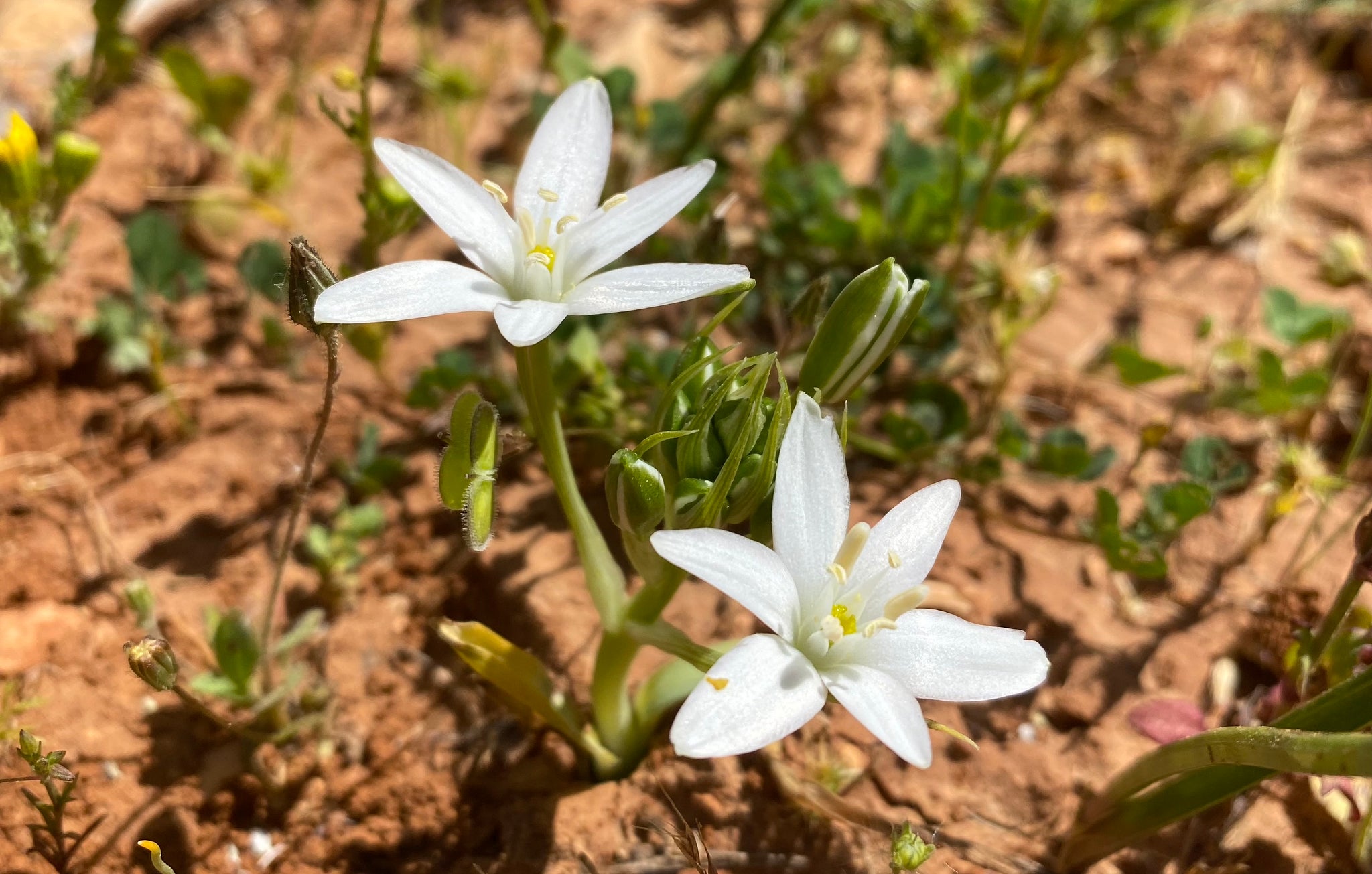 Exploring the Blooming Spring Wildflowers of Palestine