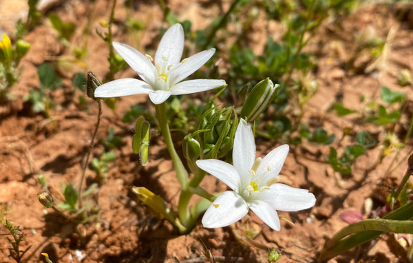 Exploring the Blooming Spring Wildflowers of Palestine
