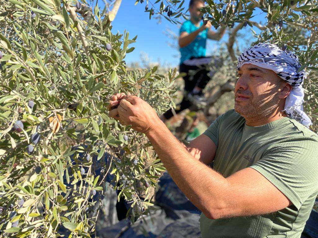 Adopt an Olive Tree in Palestine: donate to support Palestinian farmer