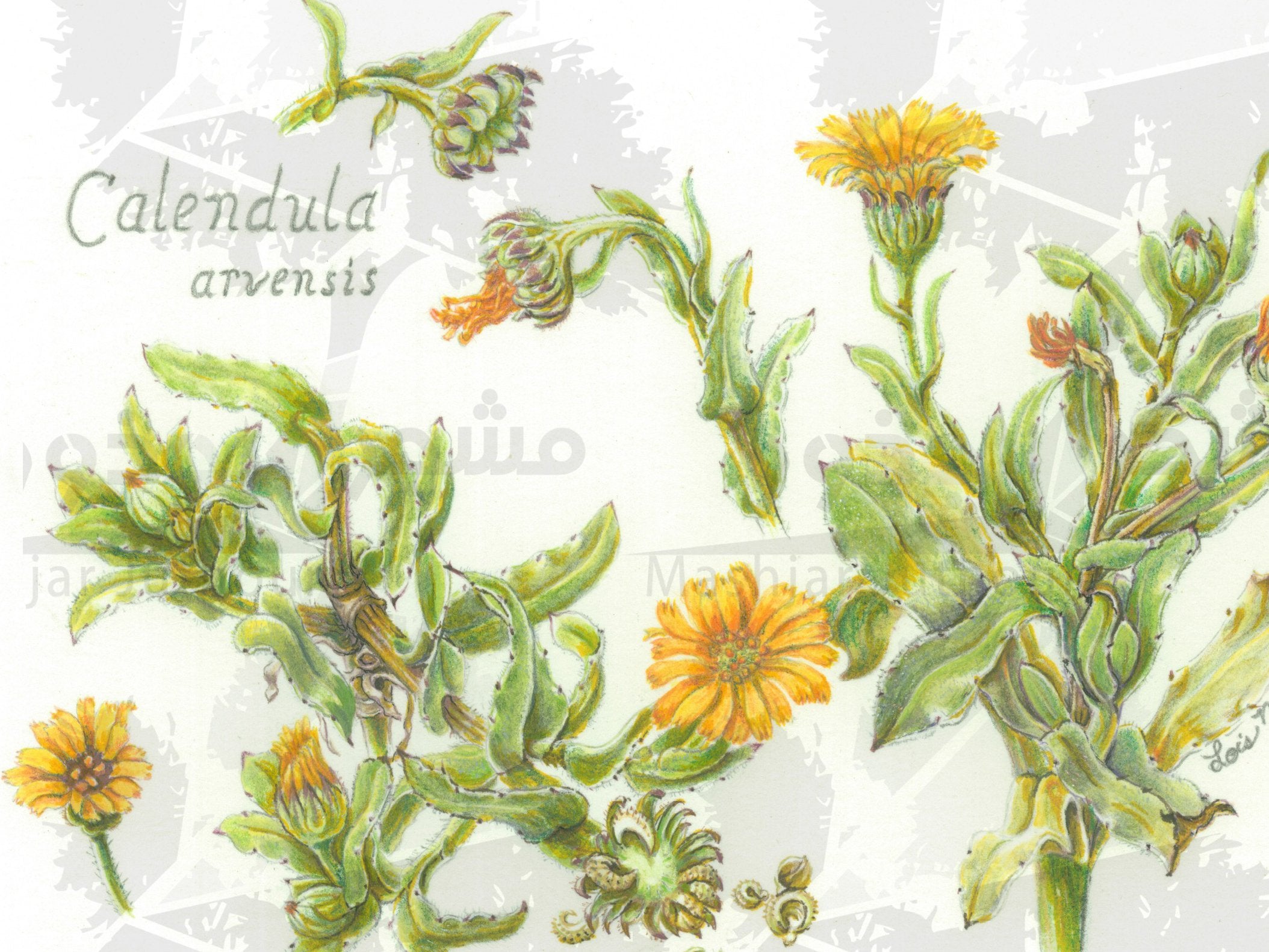 Calendula Botanical Drawing